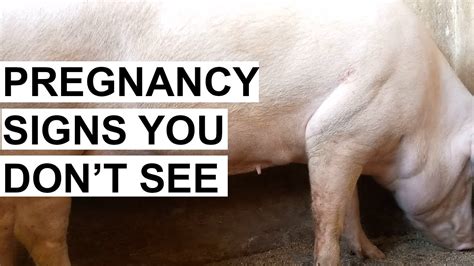 How To Tell If Your Pig Is Pregnant 2024 SIGNS Of Pregnancy In Pigs