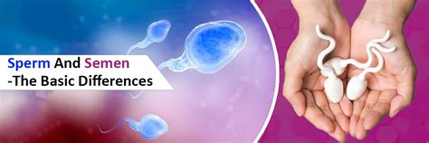 Sperm And Semen The Basic Differences Babies Us