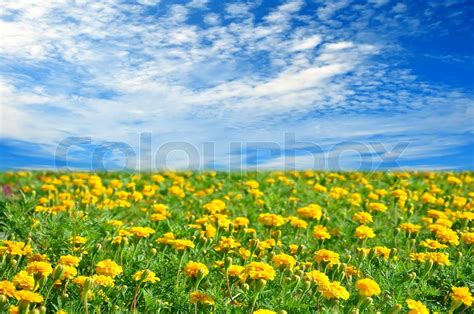 Field Of Smukke Gule Blomster Og Perfekte Bl Himmel I Solrige