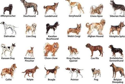Las razas de perro mas populares Razas Perros Carácter y mas info