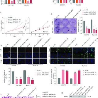 Circ 0005105 Knockdown Inhibit PDAC Cell Proliferation And Invasion