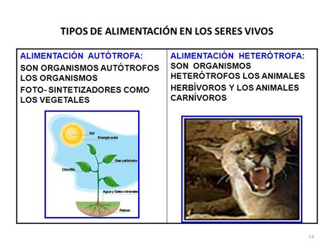 Nutrici N De Los Seres Vivos Aut Trofos Y