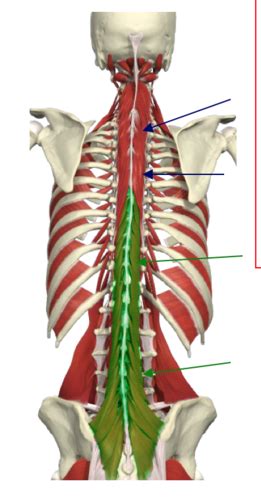 Anatomy E Back Spine Flashcards Quizlet