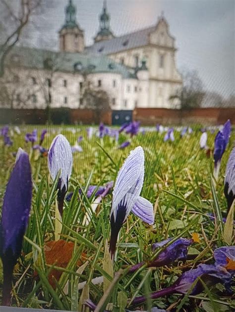 Ogłoszenia duszpasterskie IV Niedziela Wielkiego Postu 2024 Paulini