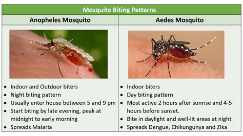 Anopheles And Aedes