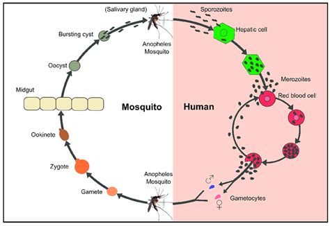 Plasmodium Falciparum Life Cycle