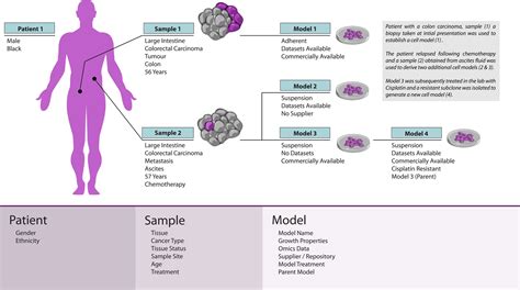 Model Relationships The Cancer Dependency Map At Sanger