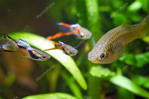 Guppy Endler Poecilia Wingei Peces De Acuario De Agua Dulce Machos