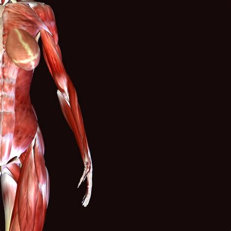 Ilustración 3D de la anatomía muscular masculina humana Foto Premium
