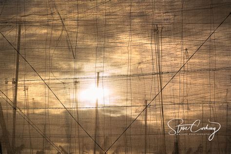 Steve Cushing Photography Abstract Banana Plantation