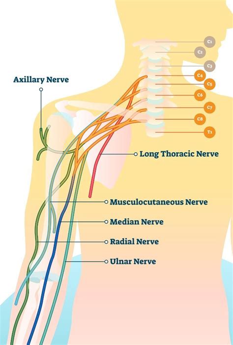 Radial Nerve Anatomy Radial Nerve Palsy And Radial Nerve Injury