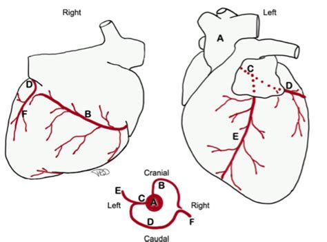 Cardiac Circulation Diagram Quizlet