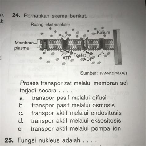 Transpor Aktif Melalui Membran Sel Terjadi Ilmu