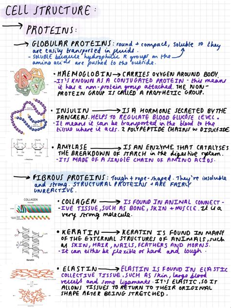 Biology Cell Structure Proteins Revision Notes Biology A Level Ocr