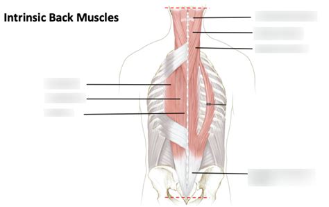 Intrinsic Back Muscles Diagram Quizlet