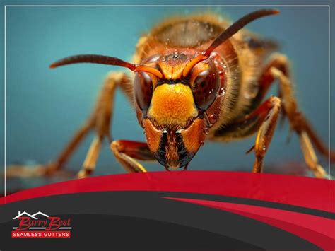 The Most Effective Ways To Deter Wasps This Spring