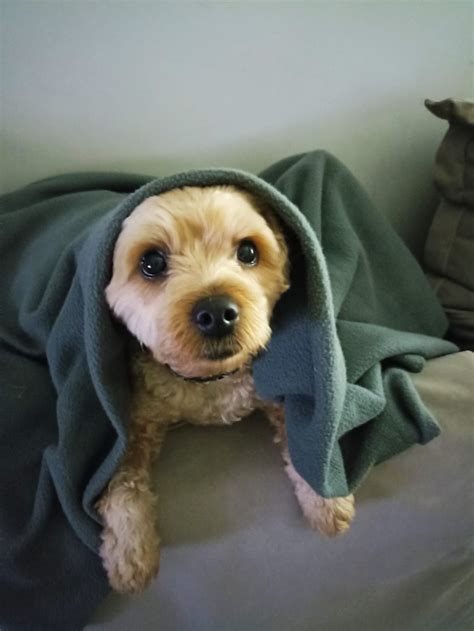 Todo dia cãezinhos projetoMila on Twitter RT jjuIIianna Totó na