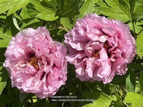 Lutea Hybrid Tree Peony Paeonia Waucedah Princess In The Peonies