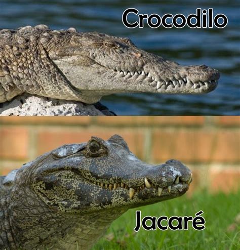 Planeta animal Qual a diferença entre os crocodilos e os jacarés
