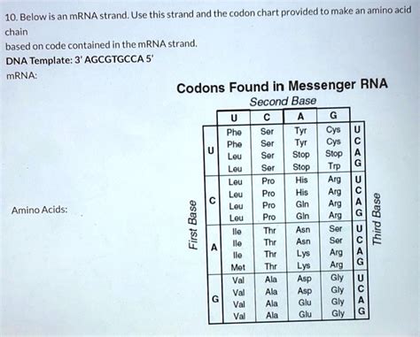 Target MRNA Codon Chart Atelier Yuwa Ciao Jp