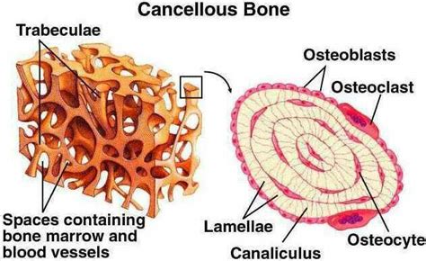Spongy Bone Tissue Labeled