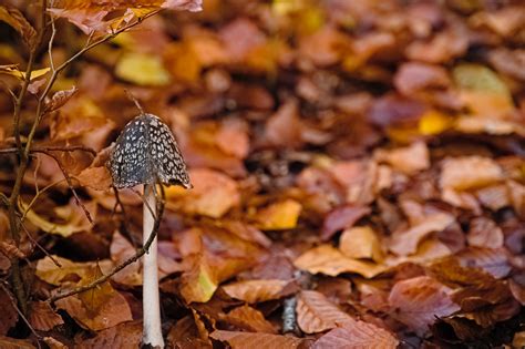 Spadek Las Natura Darmowe Zdj Cie Na Pixabay Pixabay