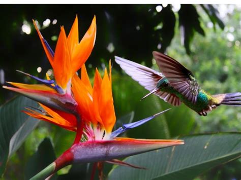 Details 100 Imagen Flores Aves De Paraiso Abzlocal Mx