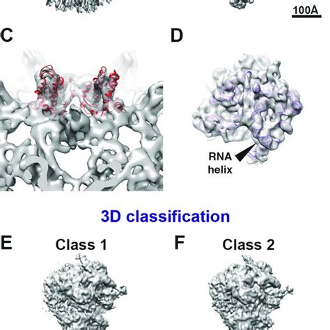 3d auto refinement and classification using the regularized likelihood download scientific