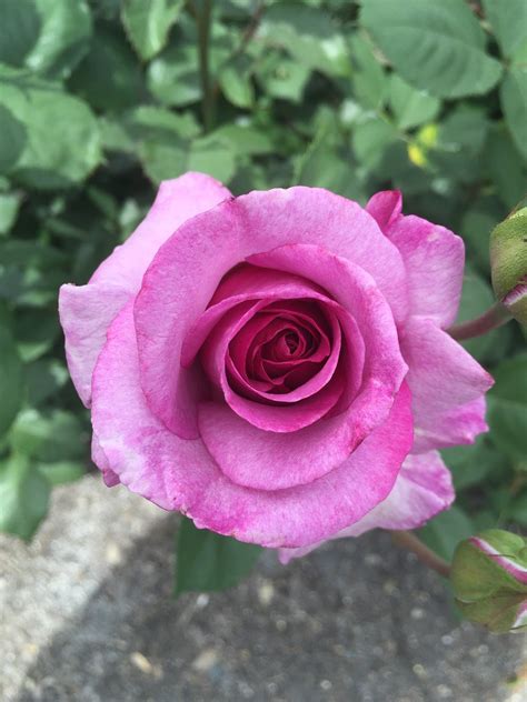 Reste Sig Bloom Blomma Gratis foto på Pixabay Pixabay