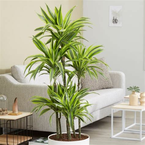 Large Indoor Plants House Plants Indoor Outdoor Plants Diy Garden