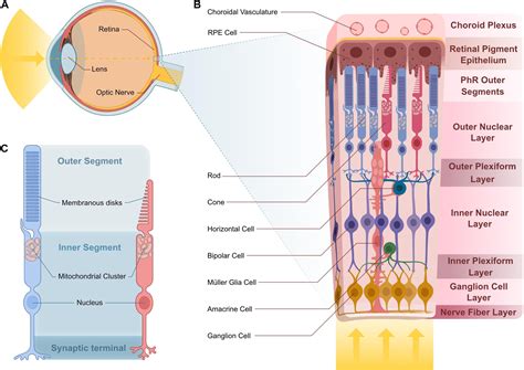 Retinal Structure