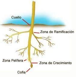 Partes De La Planta Mind Map