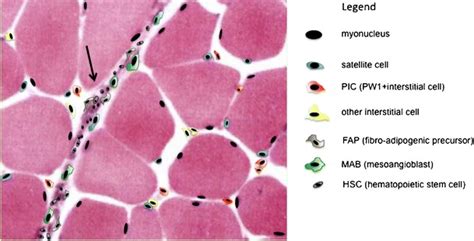 Sources For Skeletal Muscle Repair From Satellite Cells To