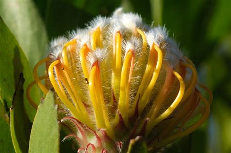 Flor Madre Foto Gratis En Pixabay Pixabay