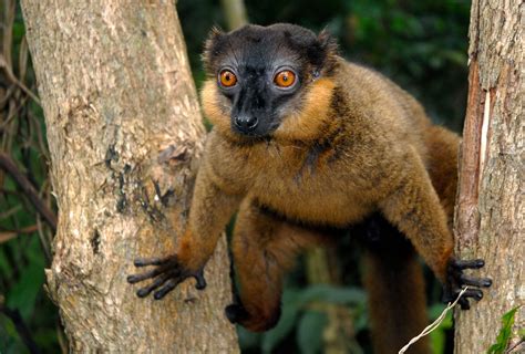 Secure One Of Madagascars Largest Unprotected Rainforests For Lemurs