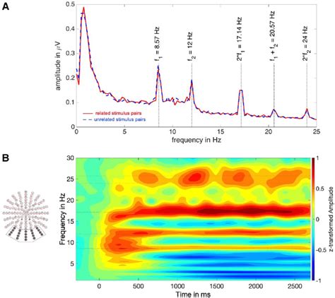 eeg amplitude spectra a eeg amplitude spectrum averaged across all download scientific diagram