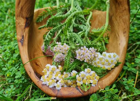 Frauenheilkraut Schafgarbe Ernte Wirkung Anwendung