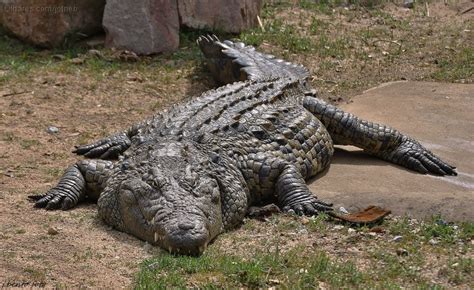 Jacarés e crocodilos são animais diferentes Como diferenciar