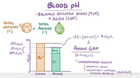 Nephrology Flashcards Quizlet