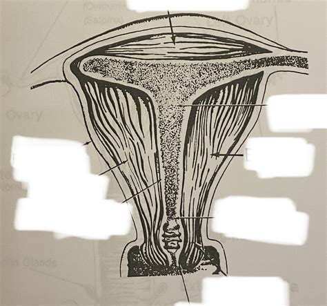 The Uterus Diagram Quizlet