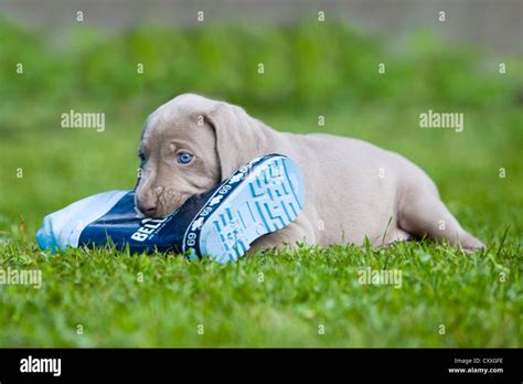 Cómo pasear a un Braco tiroles Blog de ADOPTA un Animal