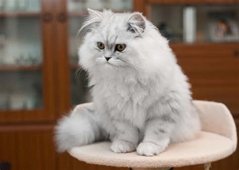 Kedi Cinsleri