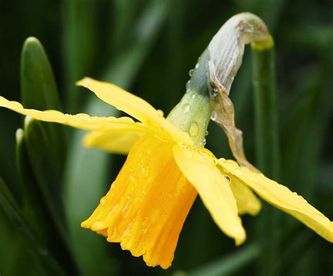 Påsklilja Blomma Gul Gratis foto på Pixabay Pixabay