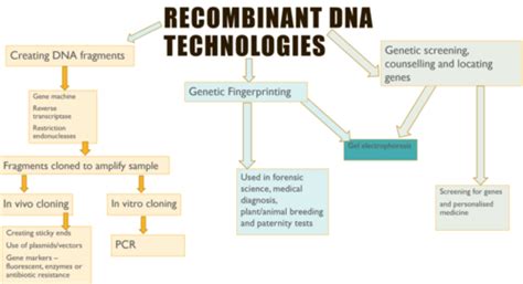 Recombinant Dna Technology Flashcards Quizlet
