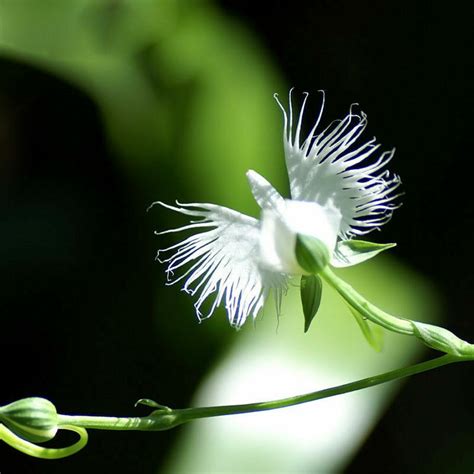 White Egret Orchid Flower Habenaria Radiata Viable Seeds Plant Garden