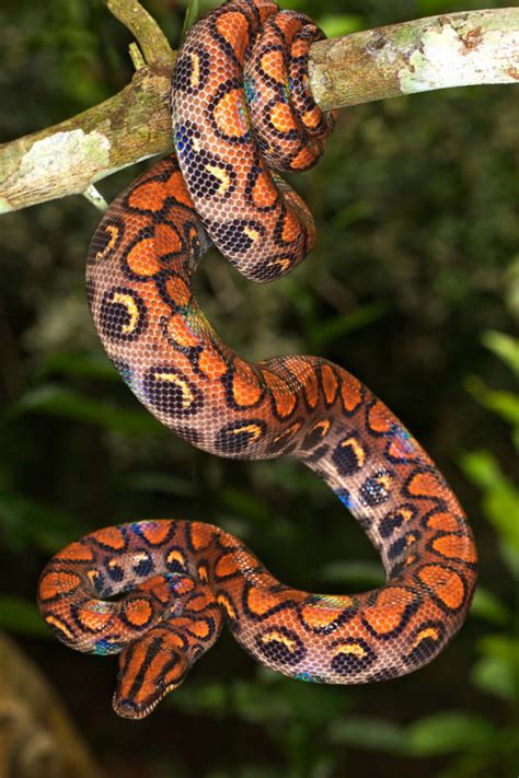 Snake On Tumblr