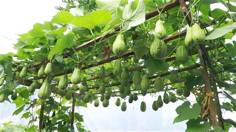 Guía completa sobre cómo plantar chayotes y disfrutar de su delicioso