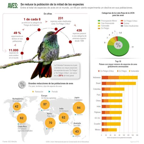 Infograf A Casi De Especies De Aves En El Mundo Sufre