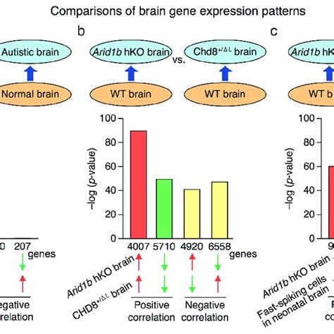 Comparison Of Brain Gene Expression Patterns In Arid1b HKO Mice With