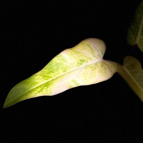 Philodendron Erubescens Painted Lady Pot Plant Hawaii